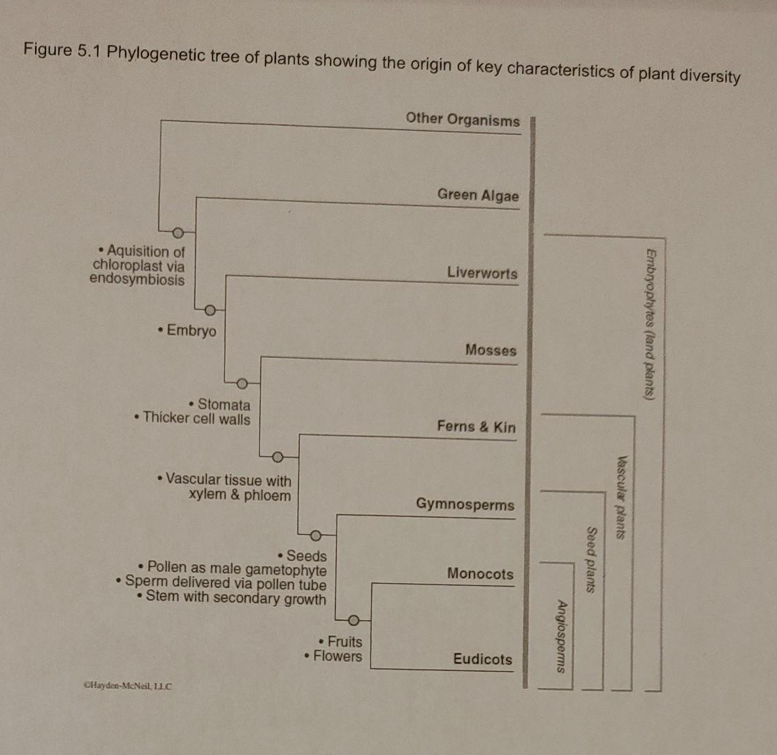 Solved Figure 5.1 Phylogenetic tree of plants showing the | Chegg.com