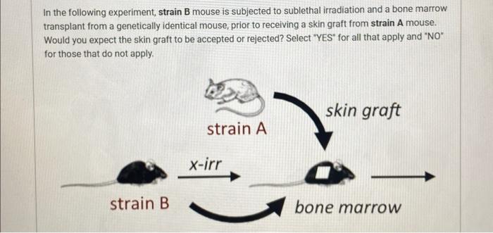 Solved In the following experiment, strain B mouse is | Chegg.com