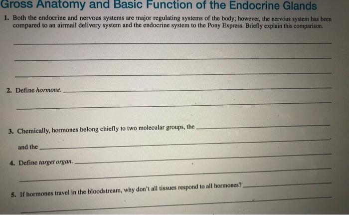 Solved Gross Anatomy and Basic Function of the Endocrine | Chegg.com