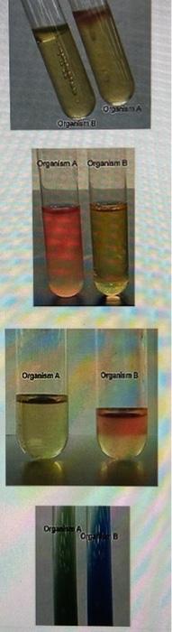 Solved Use of the IMVIC Tests to identify and Differentiate | Chegg.com