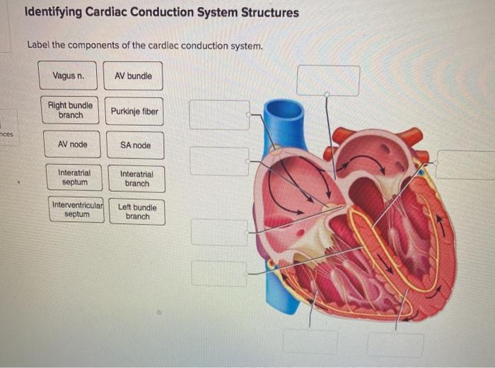 Solved Identifying Cardiac Conduction System Structures | Chegg.com