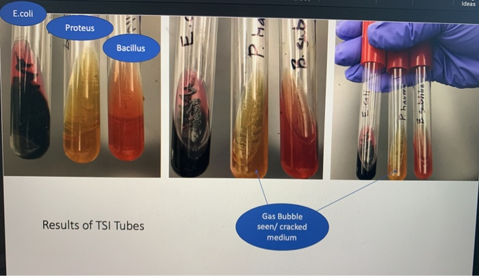 Solved 2. TSI Test Organism Slant color Butt color Gas | Chegg.com