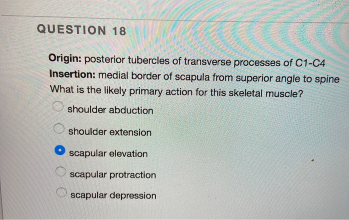 Solved QUESTION 18 Origin: posterior tubercles of transverse | Chegg.com