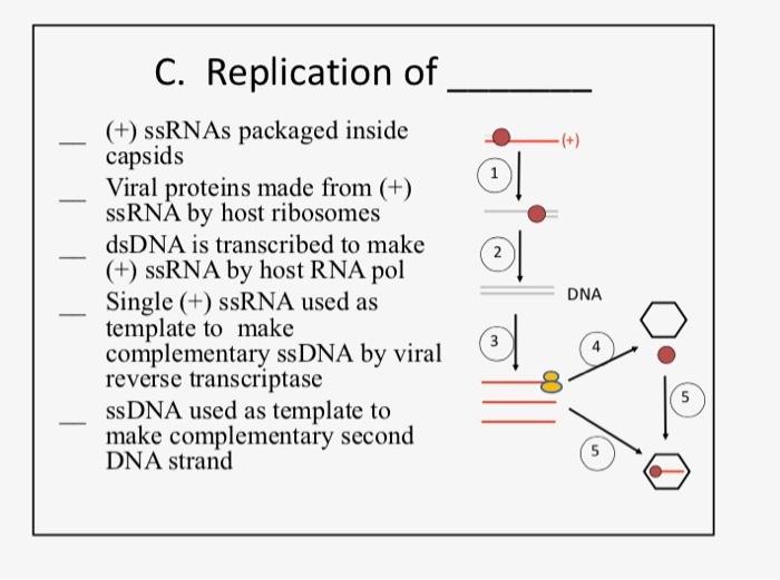 Solved 3.1 For each diagram of the replication of a type of | Chegg.com
