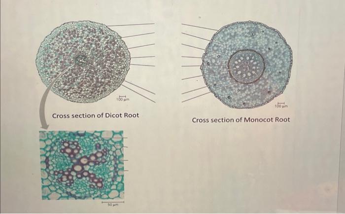 Solved Cross section of Dicot Root Cross section of Monocot | Chegg.com