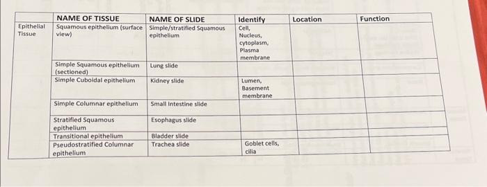 Solved Tissues Lab | Chegg.com