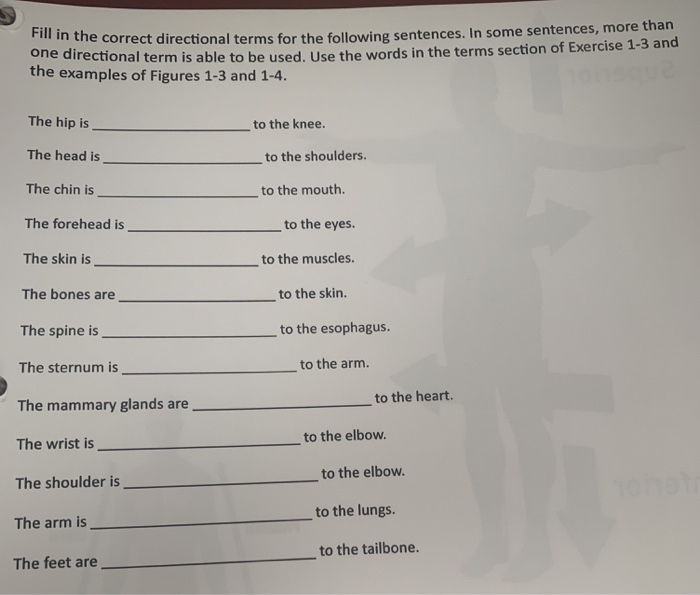 Solved Fill in the correct directional terms for the | Chegg.com