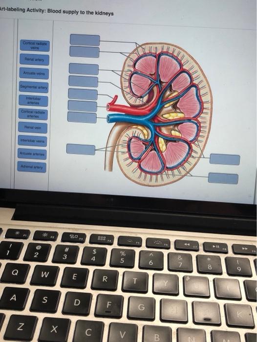 Solved C Ascending limb Distal convoluted tubule Minor calyx | Chegg.com