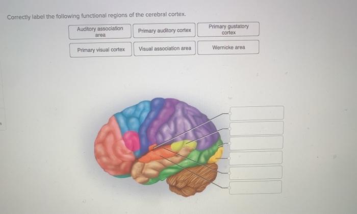 Solved Correctly label the following functional regions of | Chegg.com