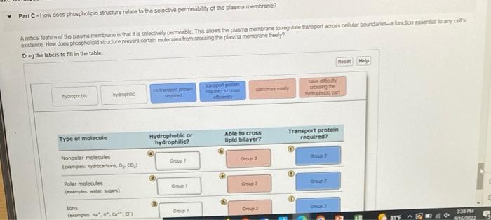 Solved Part C - How does phospholgid structure relate to the | Chegg.com