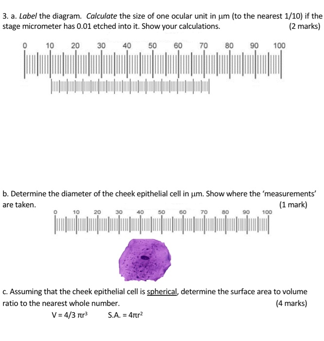 Solved Calculate the size of one ocular unit in um (to the | Chegg.com