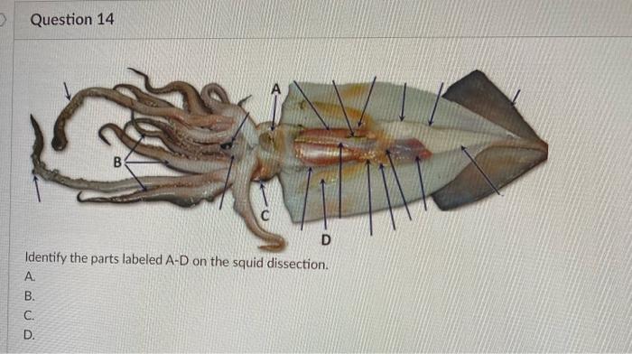 Solved identry tne parts labeled A-D on the squid | Chegg.com
