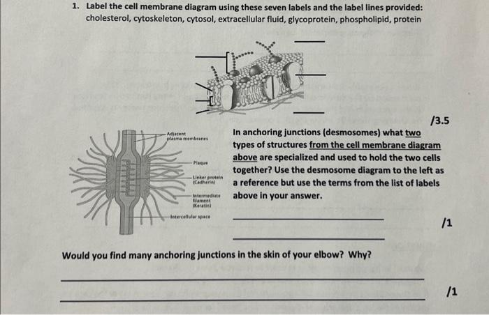 Solved 1. Label the cell membrane diagram using these seven | Chegg.com
