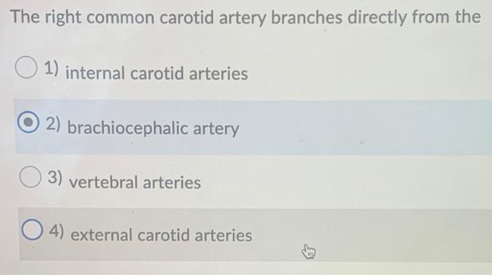 Solved The right common carotid artery branches directly | Chegg.com