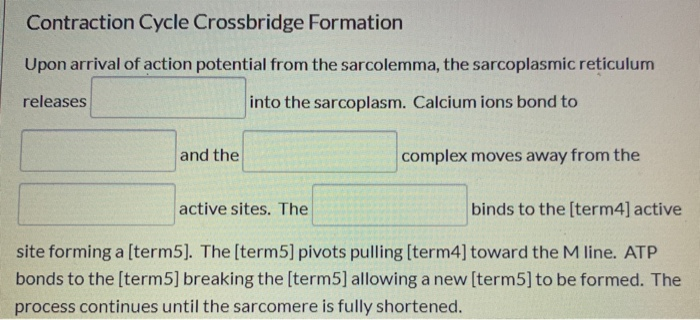 Solved Contraction Cycle Crossbridge Formation Upon arrival | Chegg.com