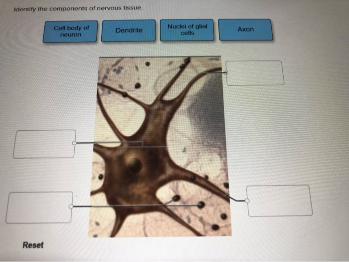 Solved Identify the components of nervous tissue. Nuclei of | Chegg.com