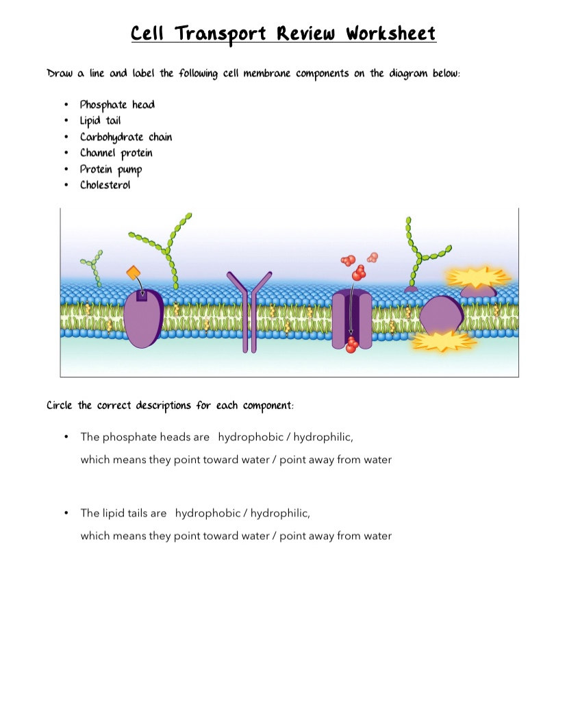 Solved Cell Transport Review WorksheetDraw a line and label | Chegg.com