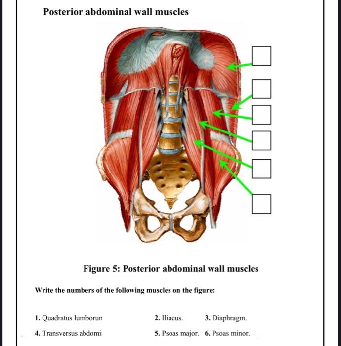 Figure 3: Muscles of the anterior abdominal wall * | Chegg.com