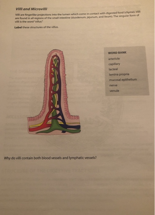 Solved Villi and Microvilli Villi are fingerlike projections | Chegg.com