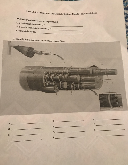 Solved Unit 12: Introduction to the Muscular System: Muscle | Chegg.com