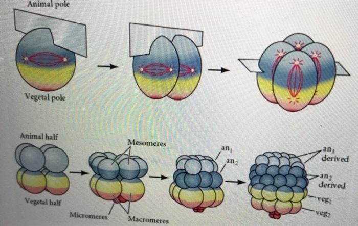 Solved Animal pole Vegetal pole Animal half Mesomeres an an | Chegg.com
