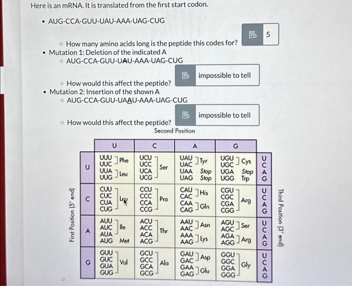 Solved Here is an mRNA. It is translated from the first | Chegg.com