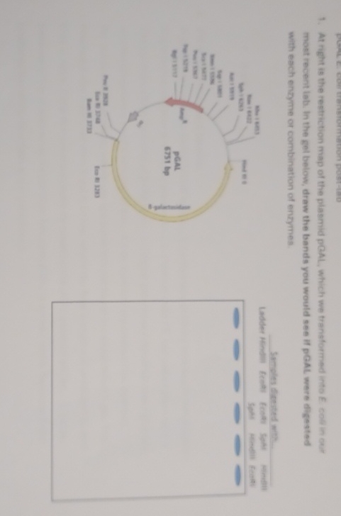 Solved At right is the restriction map of the plasmid pOAL. | Chegg.com