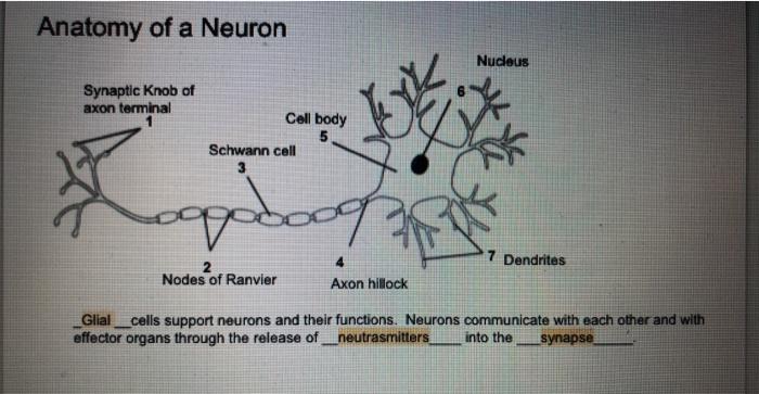 Solved Anatomy of a Neuron Nucleus Synaptic Knob of axon | Chegg.com