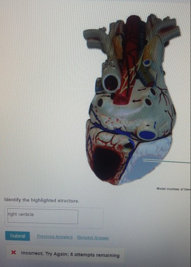 Solved 1-G92: Giant Identify the highlighted structures. | Chegg.com