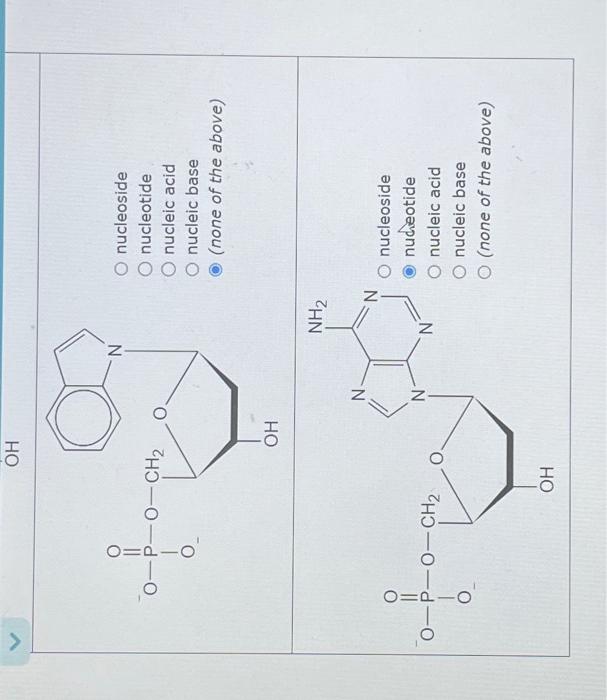Solved nucleoside nucleotide nucleic acid nucleic base (none | Chegg.com