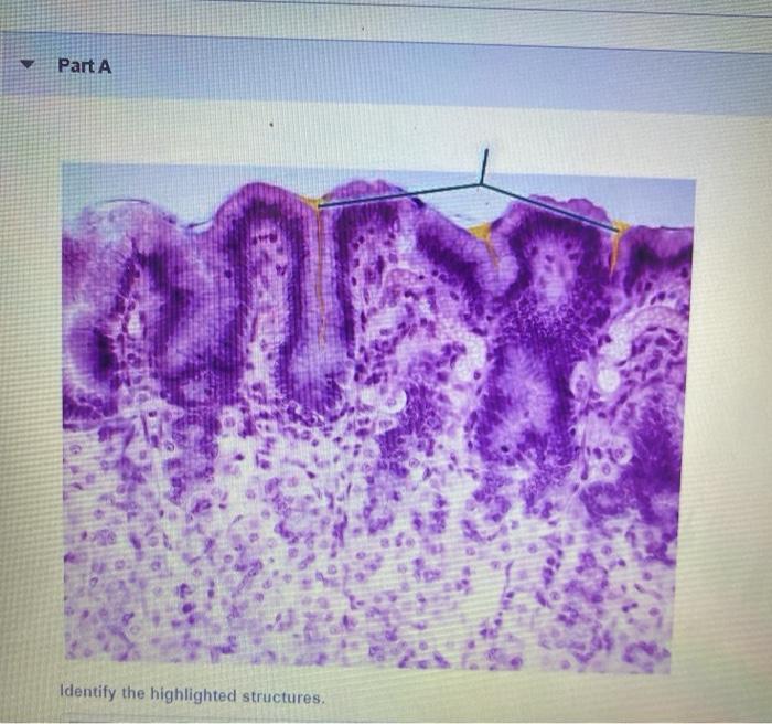 Identify the highlighted structure, Part A | Chegg.com
