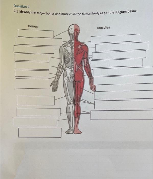 Solved Question 2 2.1 Identify the major bones and muscles | Chegg.com