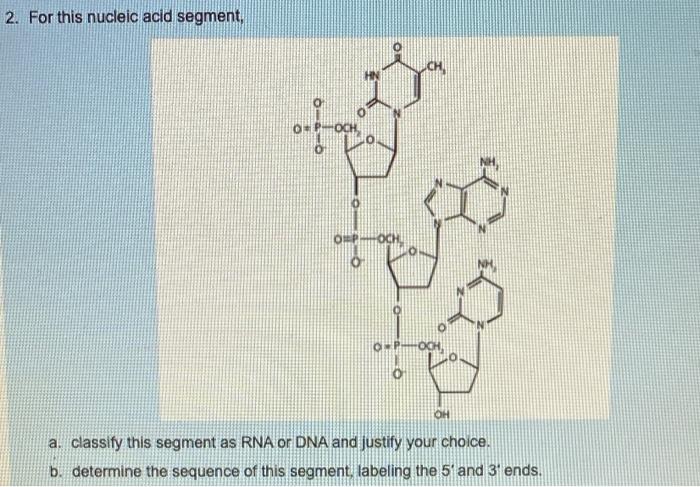 Solved 2. For this nucleic acid segment, OH a. classify this | Chegg.com