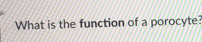 Solved What is the function of a porocyte? | Chegg.com