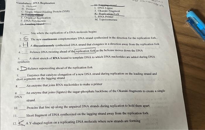 Solved Vocabulary: DNA Replication A. Helicase B. Primase 8. | Chegg.com