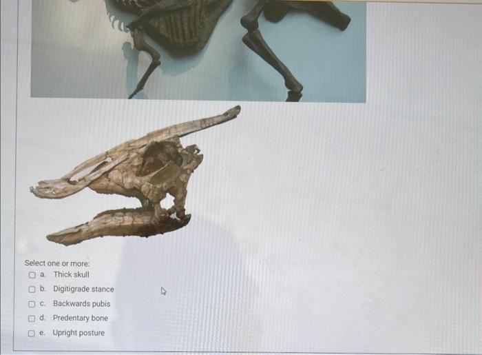 Select all the features visible in these fossils that | Chegg.com