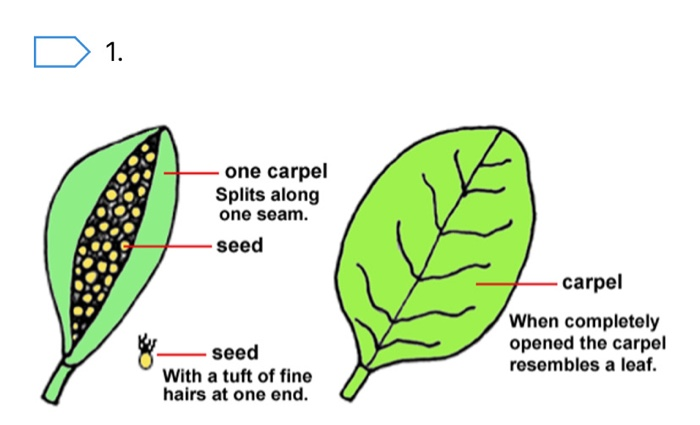 Solved Below is the image of the dichotomous key that you | Chegg.com