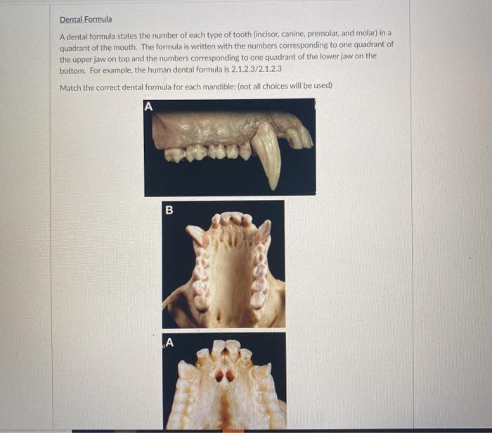 Solved Dental Formula Adental formula states the number of | Chegg.com