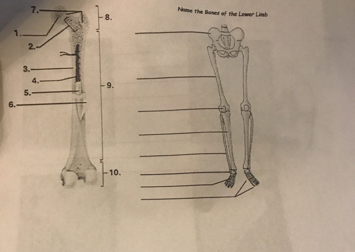 Solved Name the Bones of the Lower Limb | Chegg.com