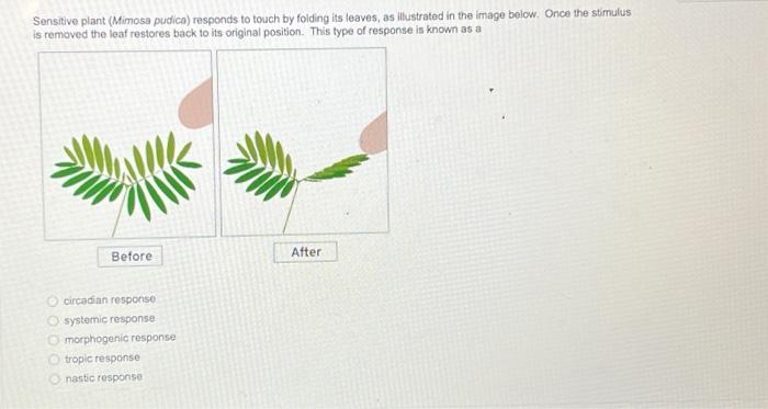 Solved botany Sensitive plant (Mimosa pudica) responds to | Chegg.com