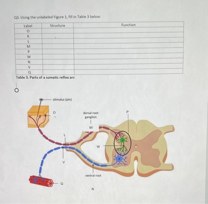 Solved Q3. Using the unlabeled Figure 1, fill in Table 3 | Chegg.com