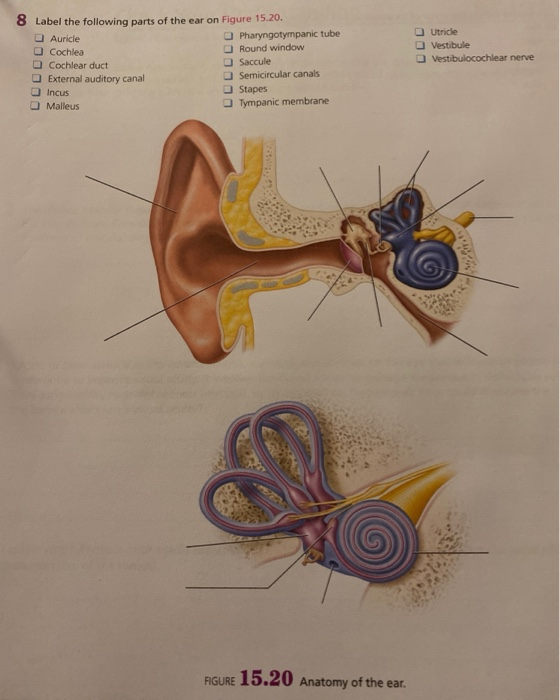 Solved 8 Label the following parts of the ear on Figure | Chegg.com