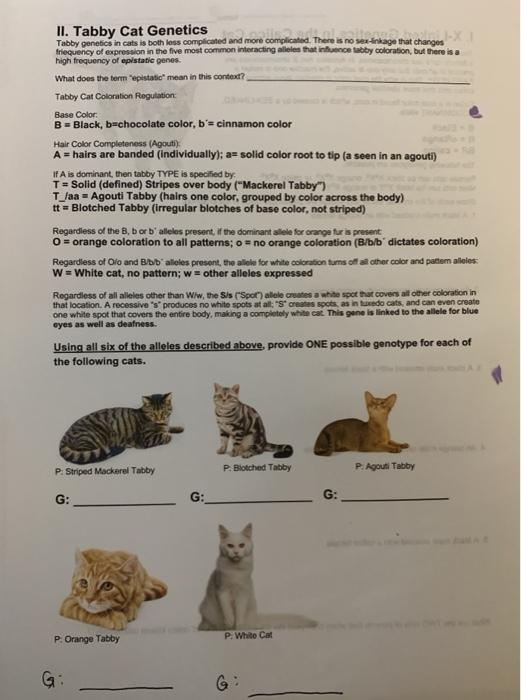Solved II. Tabby Cat Genetics Tabby penetics in cats is both | Chegg.com