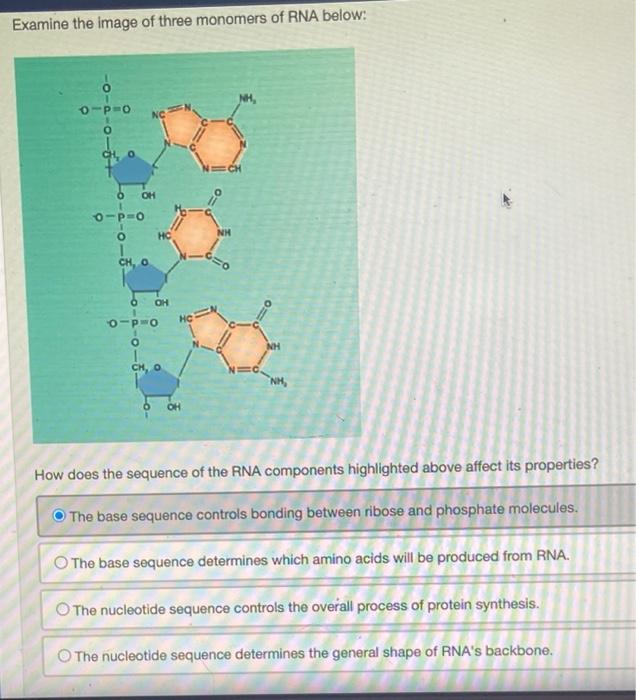 Solved Examine the image of three monomers of RNA below: NH | Chegg.com