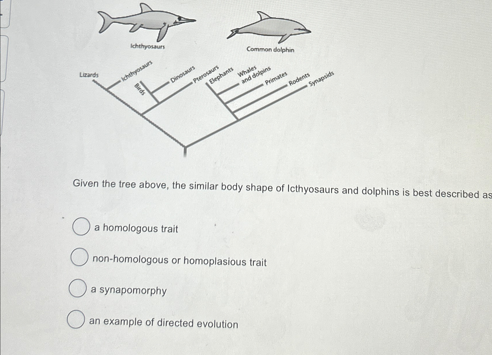 Solved Common dolphinGiven the tree above, the similar body | Chegg.com