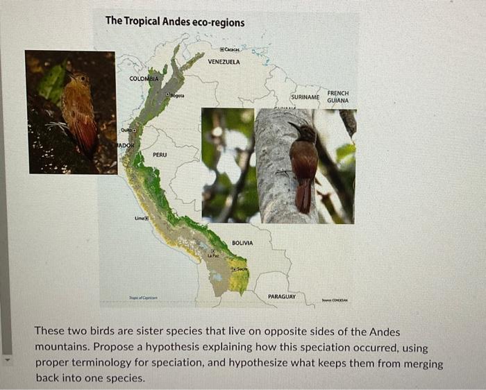 Solved The Tropical Andes eco-regions These two birds are | Chegg.com