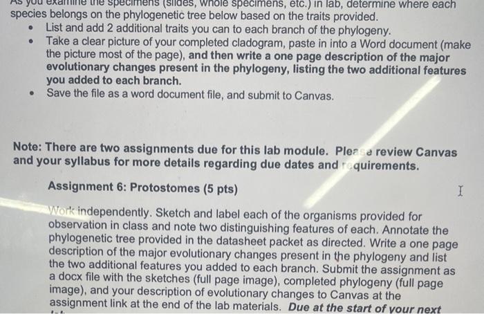 Solved Examine specimens and determine where eacg belongs on | Chegg.com