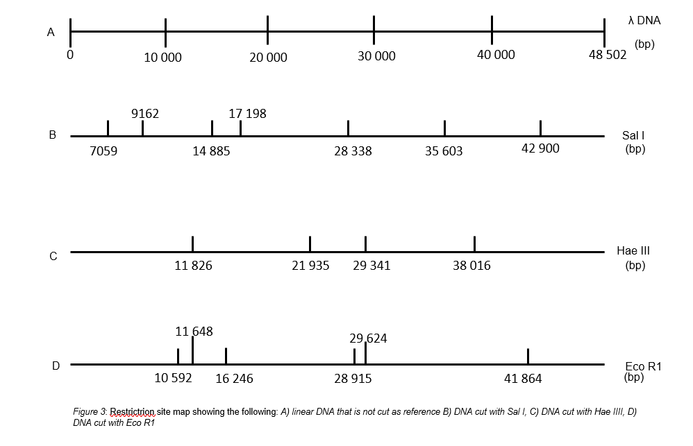 Solved The sites at which each of the 3 ﻿different enzymes | Chegg.com