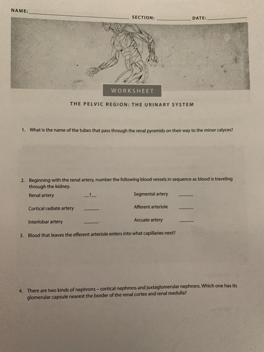 Solved NAME: SECTION: DATE: WORKSHEET THE PELVIC REGION: THE | Chegg.com
