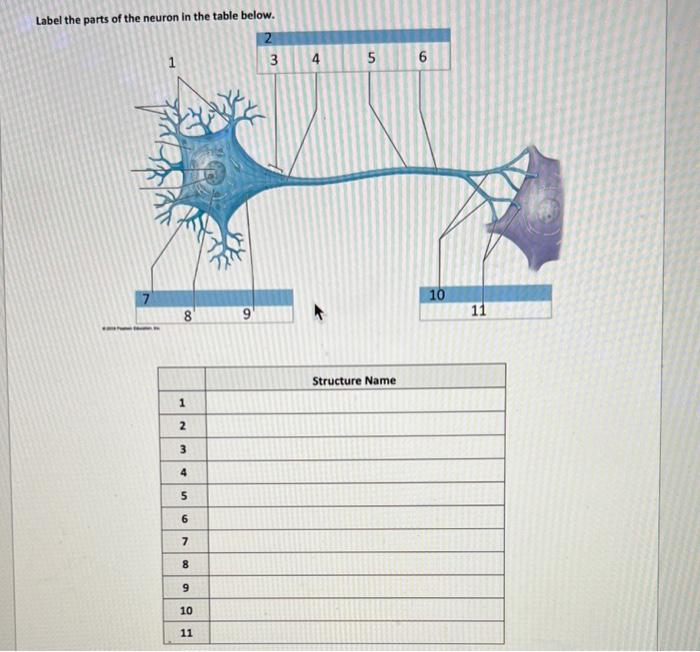 Solved Sensory neurons detect stimuli and send that | Chegg.com